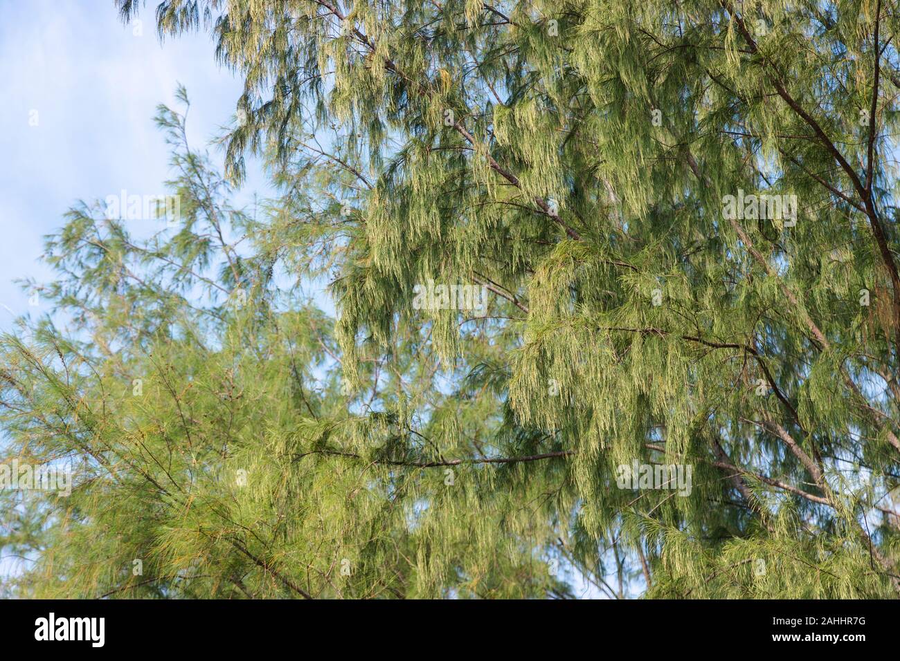 Pine tree in Thailand, under hot weather make leaves look old on blue ...
