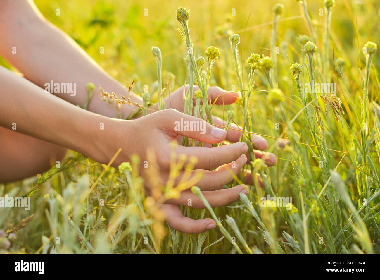 Woman sunrise touch grass hi-res stock photography and images - Alamy