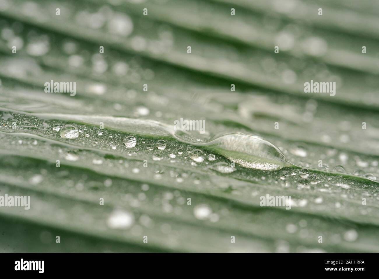 Big water drop on hi-res stock photography and images - Alamy