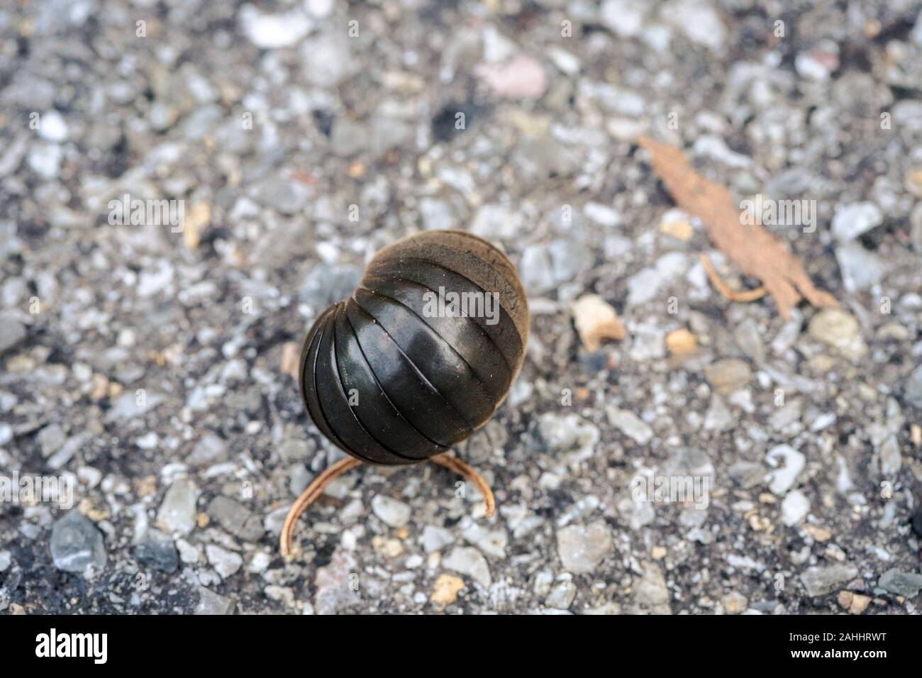 short millipede is keep its body in shell like a ball after touching by ...