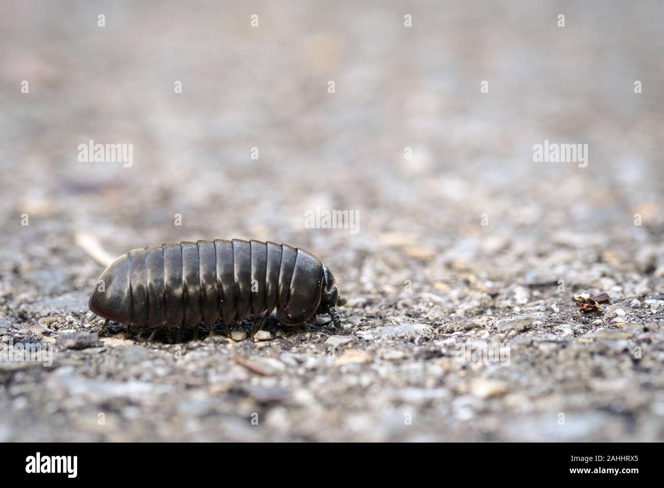 Short millipede hi-res stock photography and images - Alamy