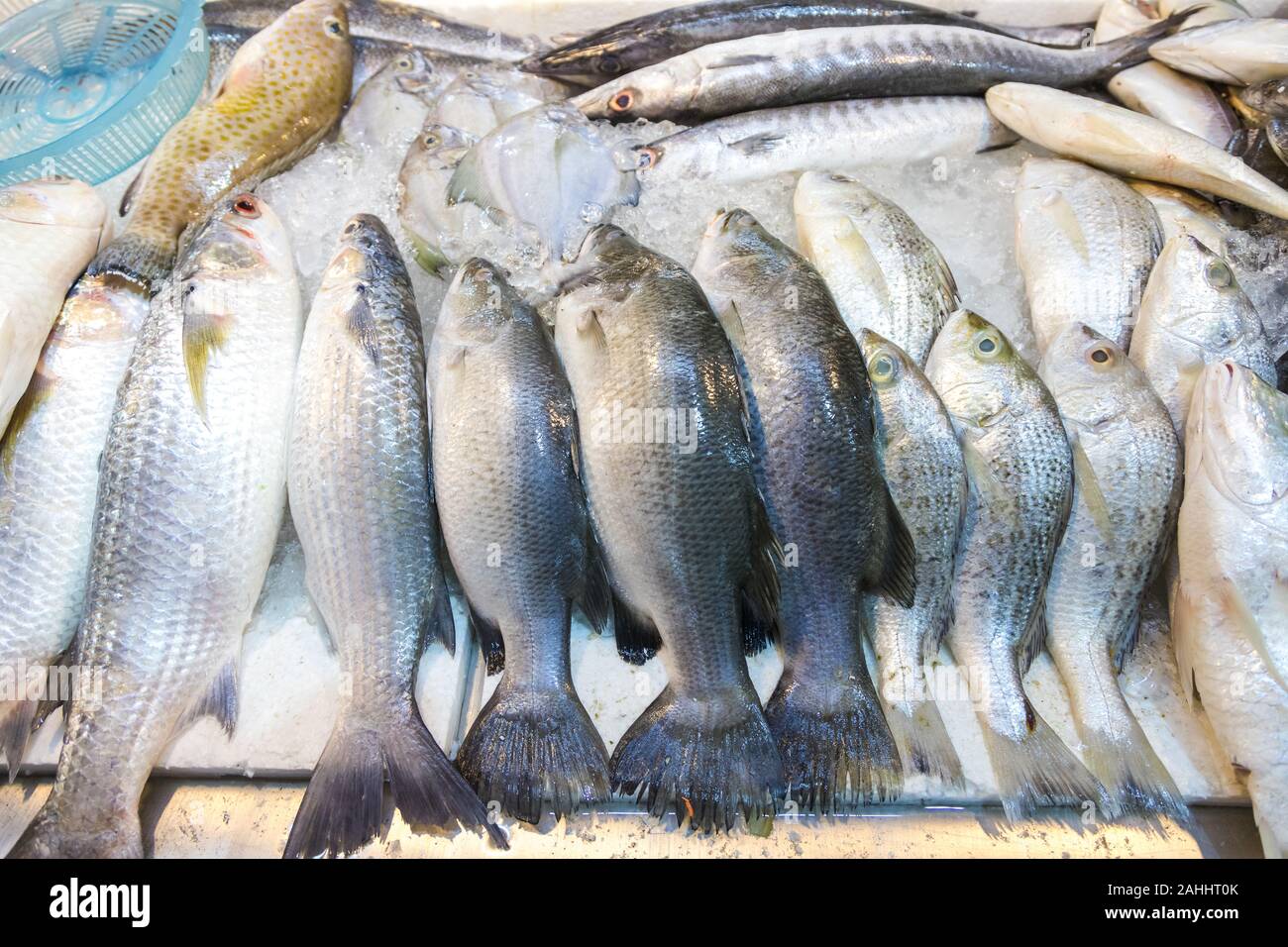 All kind of fish hi-res stock photography and images - Alamy