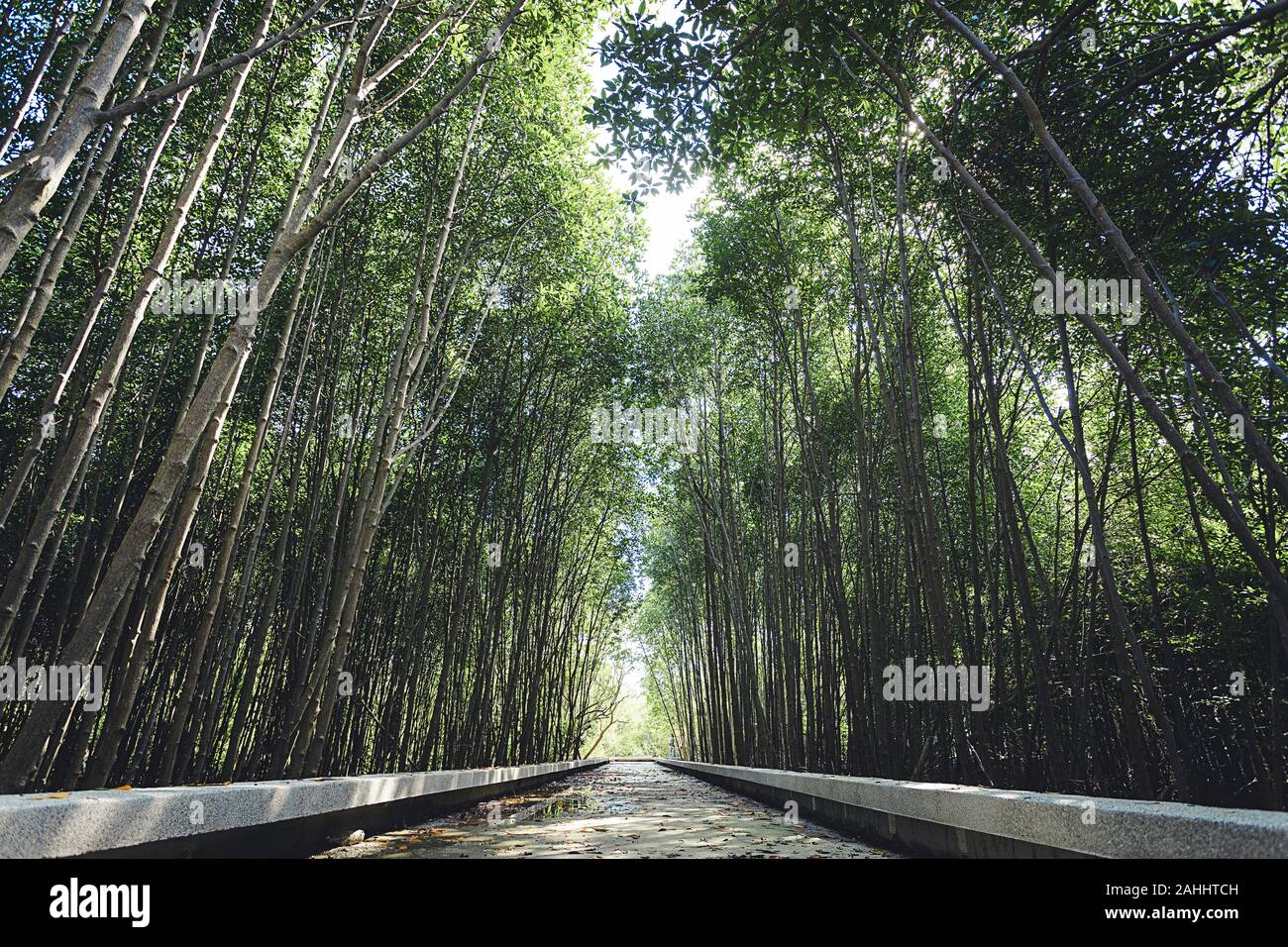 The way of wild walking into the forest surround with tall Mangrove ...