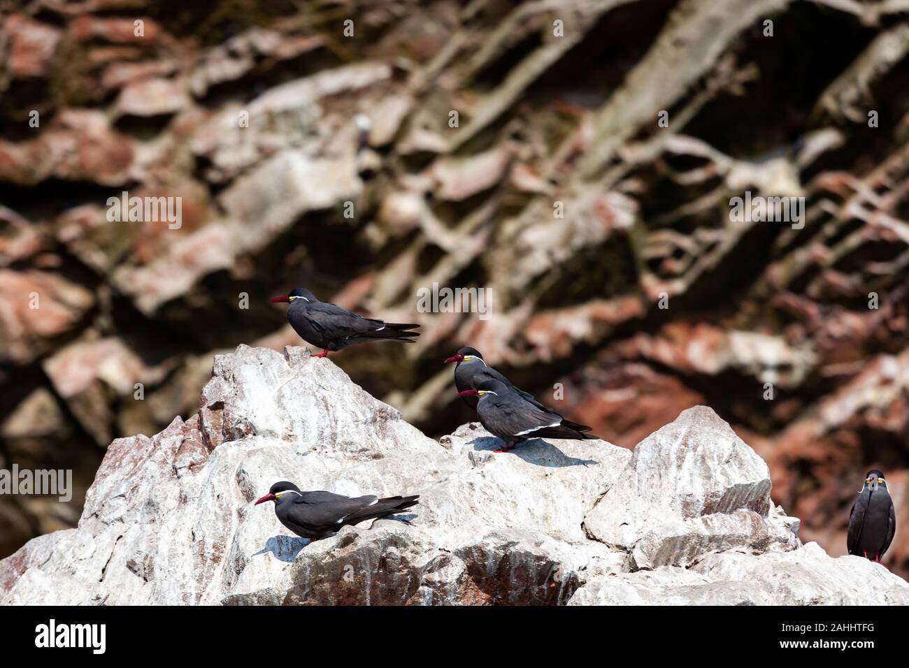 Birds of Tern Inca on the island of Ballestas Islands of Paracas within ...