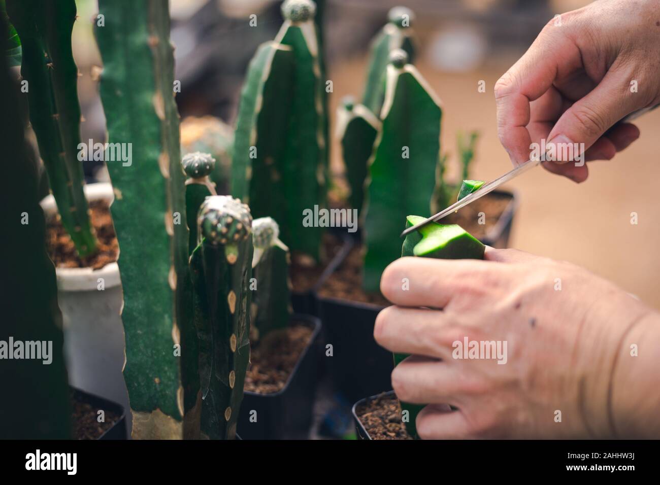 Cactus Genetic modify for make them bigger or more beautiful Stock ...
