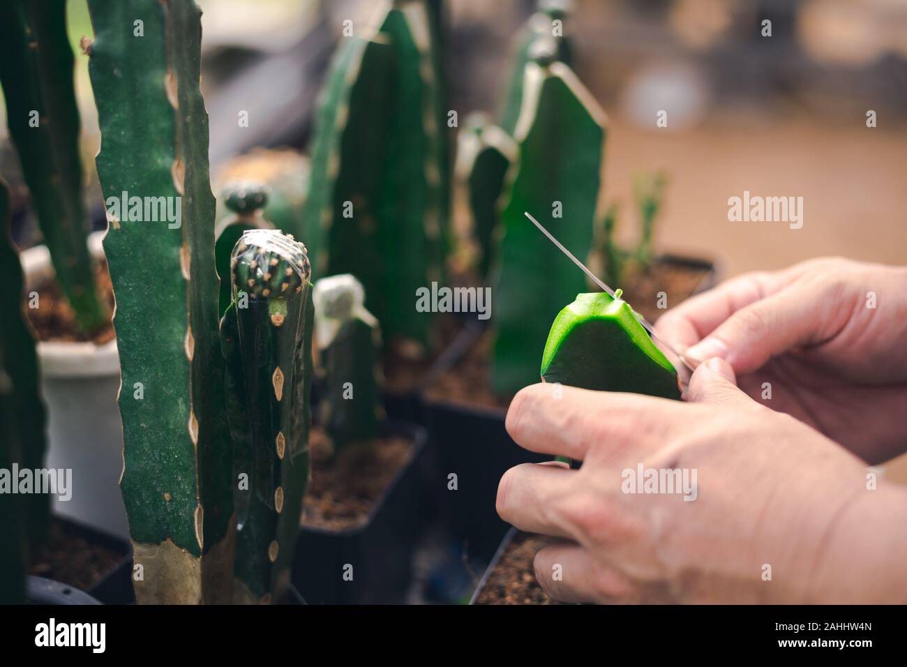 Cactus Genetic modify for make them bigger or more beautiful Stock ...