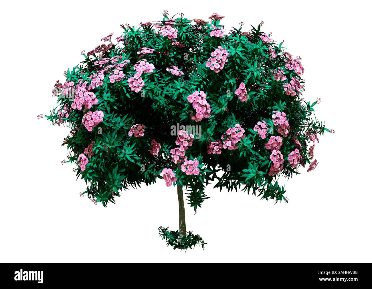 3D rendering of a blooming nerium oleander tree isolated on white ...
