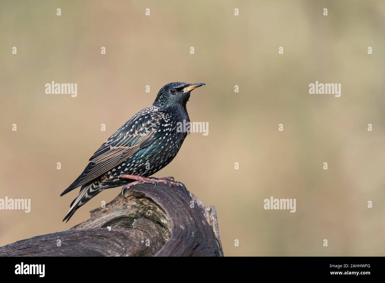 Eurasian starling hi-res stock photography and images - Alamy