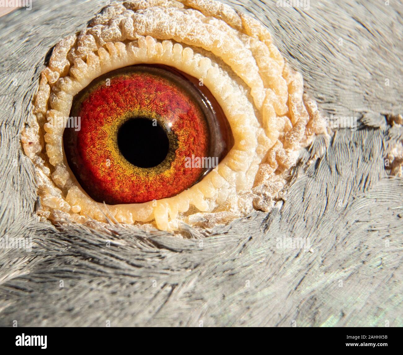 Red feather speed racing hi-res stock photography and images - Alamy