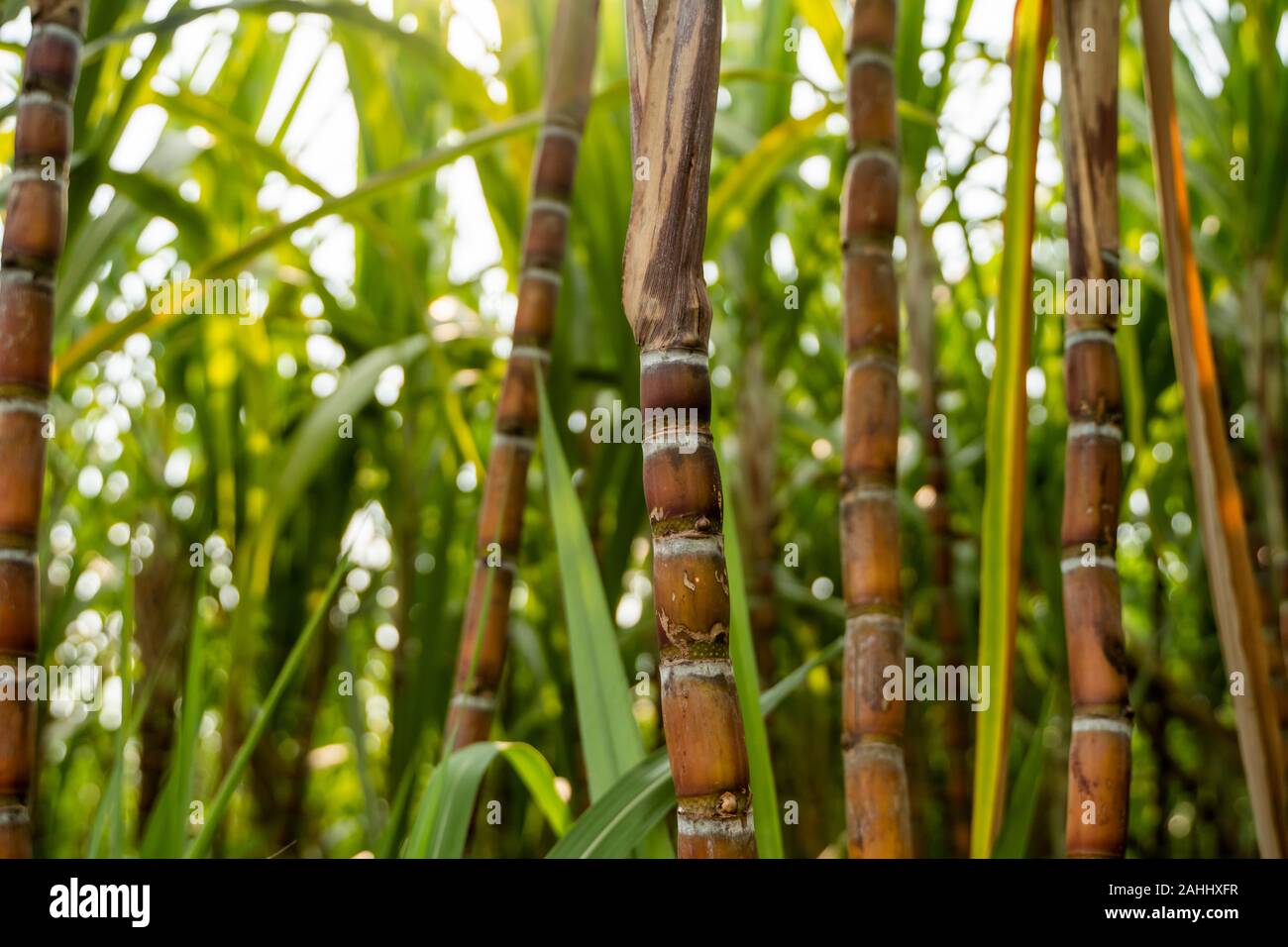 Sugarcane planted to produce sugar and food. Food industry. Sugar cane ...
