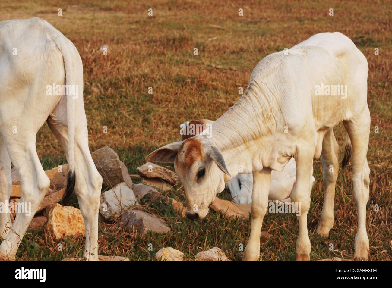 Three skinny white Cambodian cow. Countryside landscape in Kampot ...
