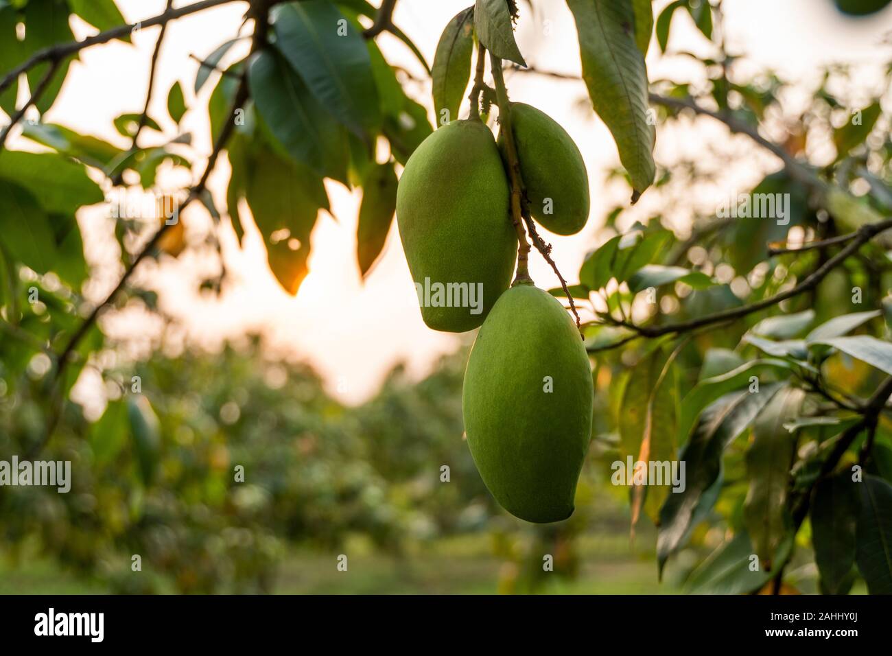 Green mangoes on the tree. Mango trees growing in a field in Asia ...