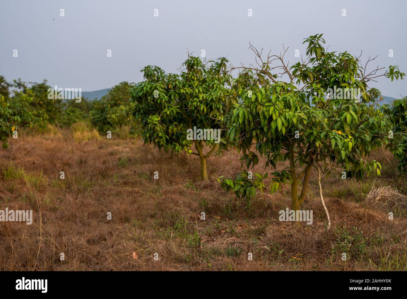 Green mangoes on the tree. Mango trees growing in a field in Asia ...