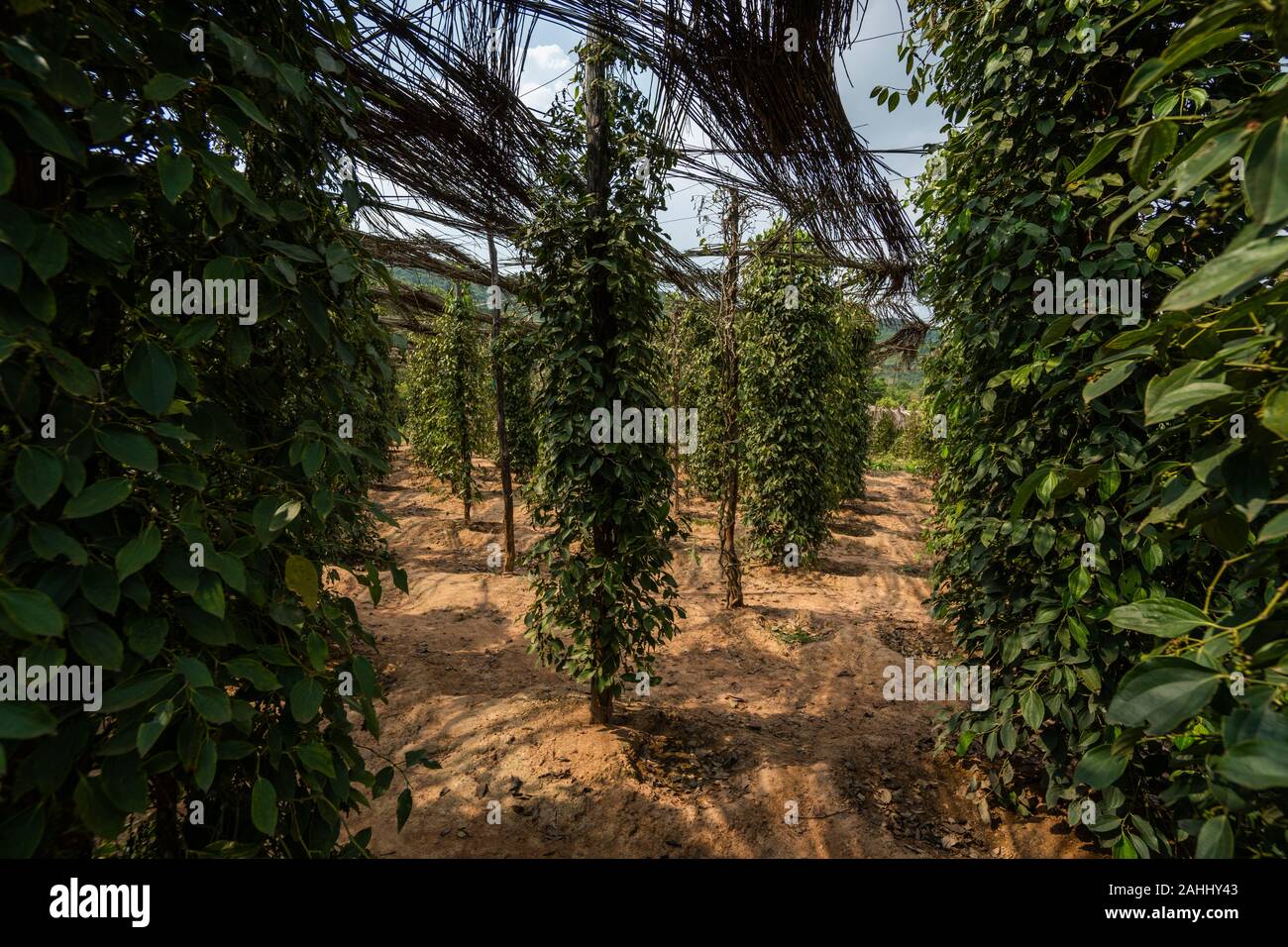 Black pepper plants growing on plantation in Asia. Ripe green peppers ...