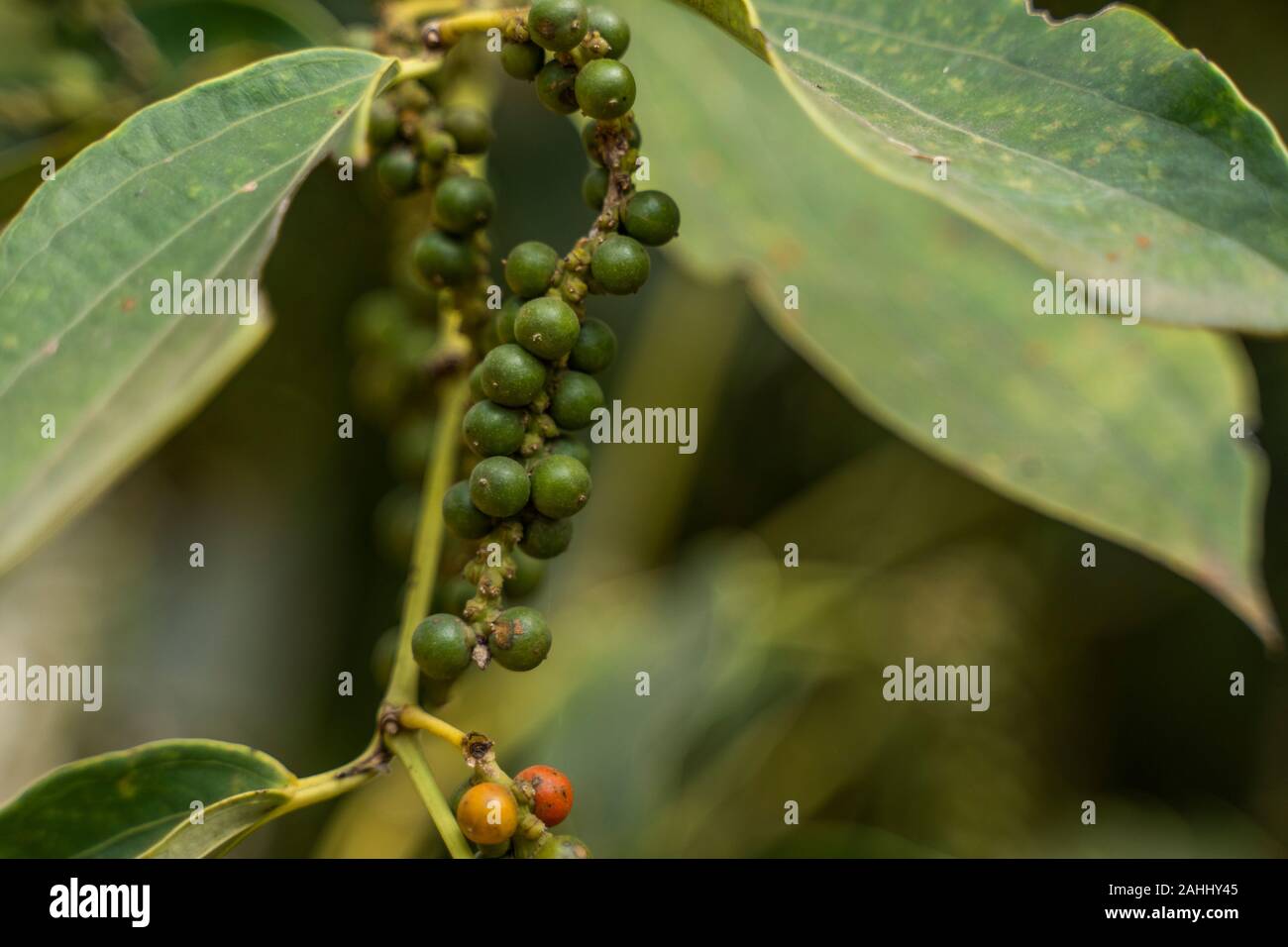 Black pepper plants growing on plantation in Asia. Ripe green peppers ...