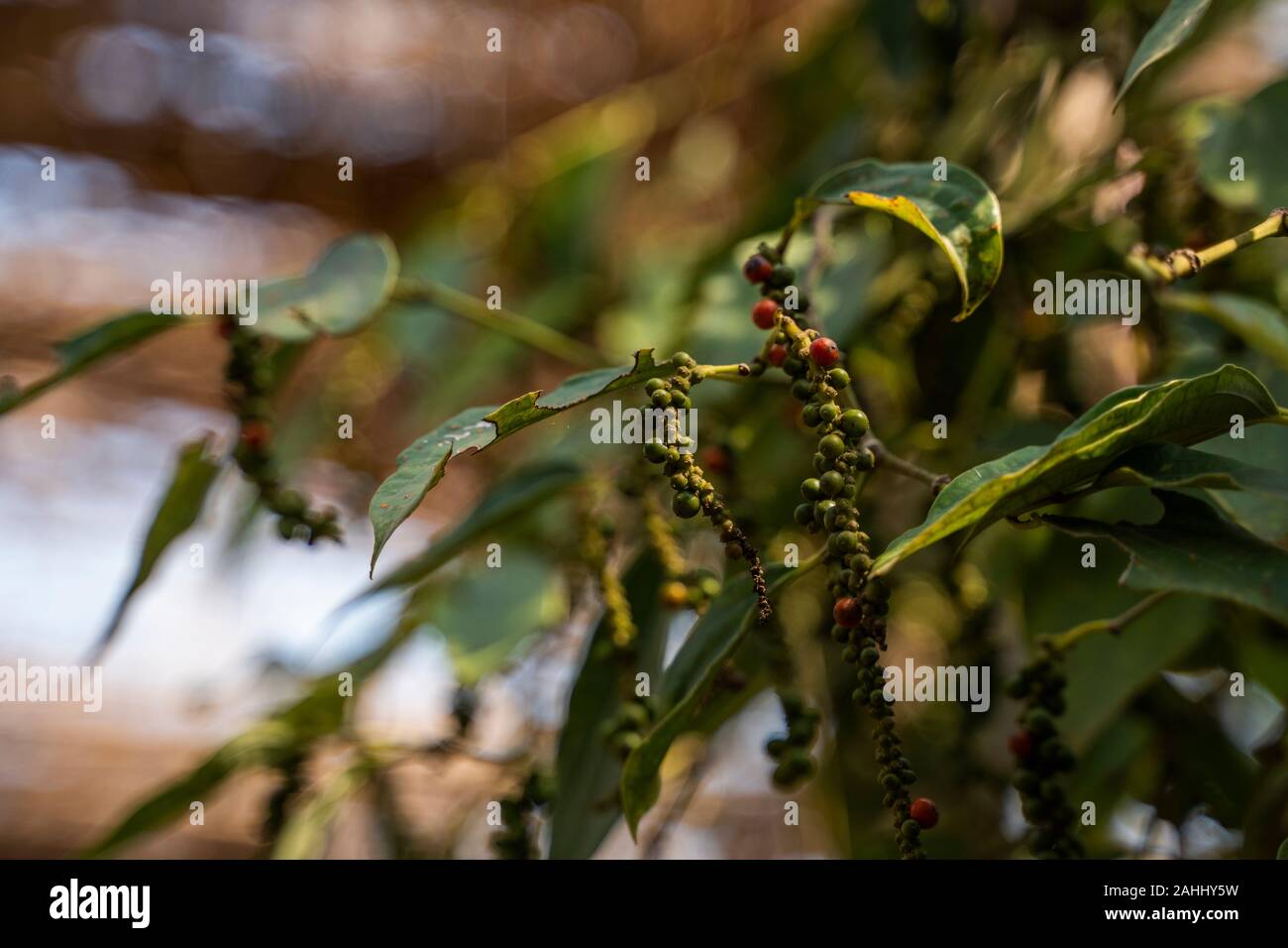Black pepper plants growing on plantation in Asia. Ripe green peppers ...