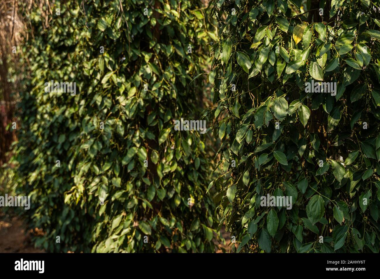 Black pepper plants growing on plantation in Asia. Ripe green peppers ...