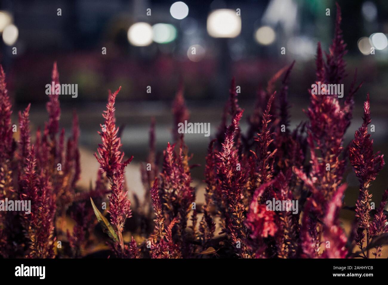 crimson Celosia argentea flower field at night time toning with bogey ...