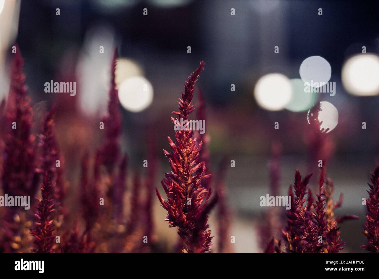 closeup crimson Celosia argentea flower at night time toning with bogey ...