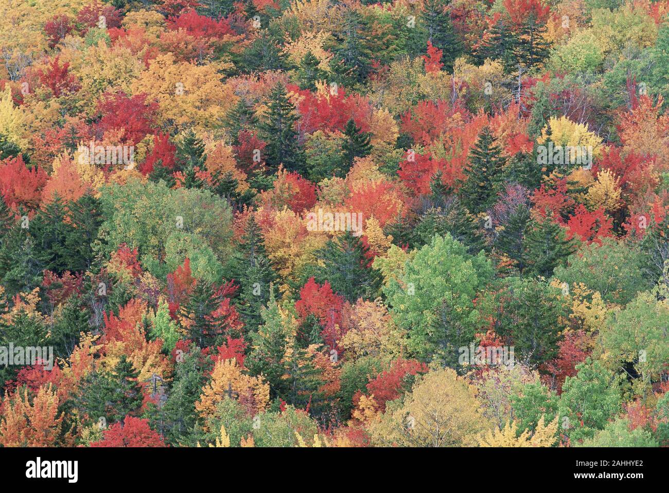 Maples Maine High Resolution Stock Photography and Images - Alamy