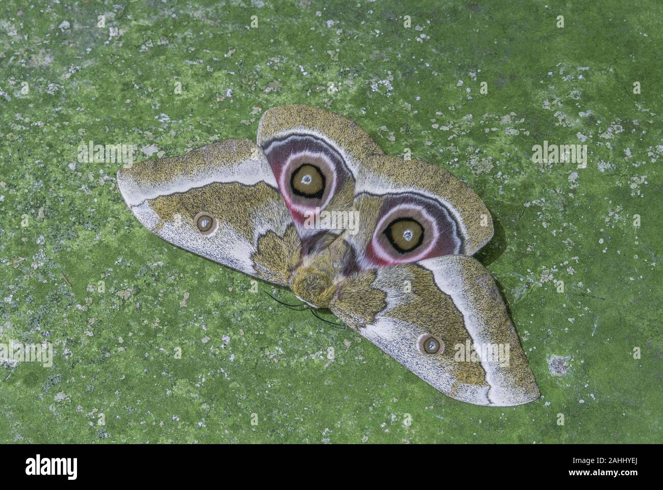 African Emperor Moth (Gonimbrasia zambesina) In full startle display ...
