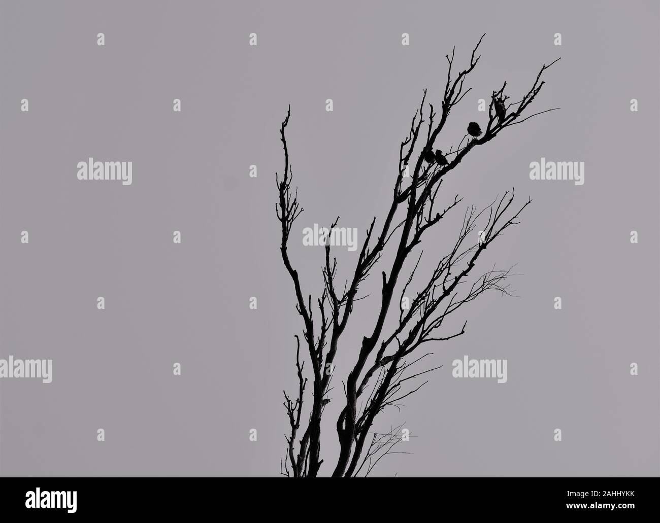 Birds sitting on the barren branches of an isolated tree in black and ...