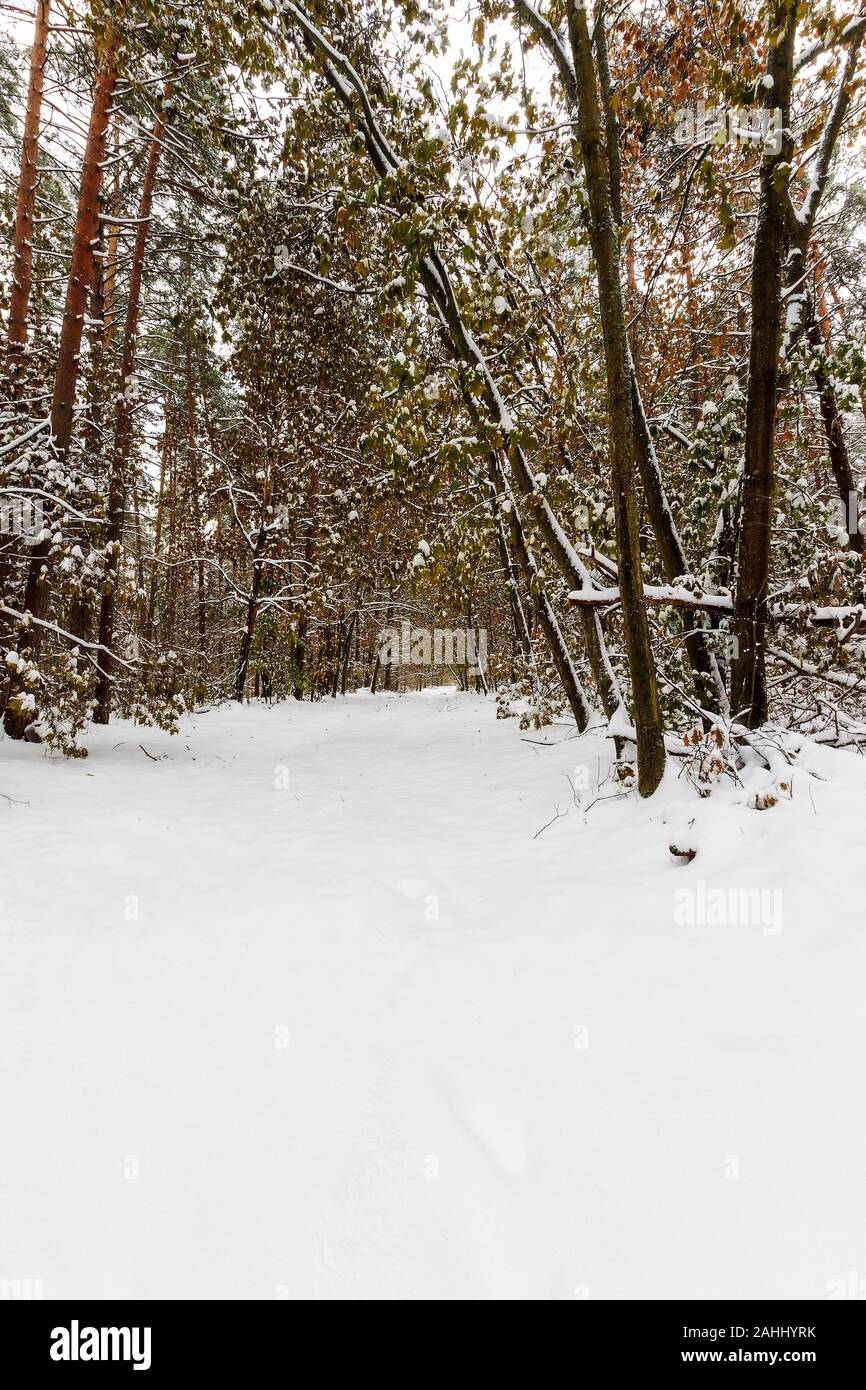 Landscape of winter pine and maple forest covered with frost at mainly ...