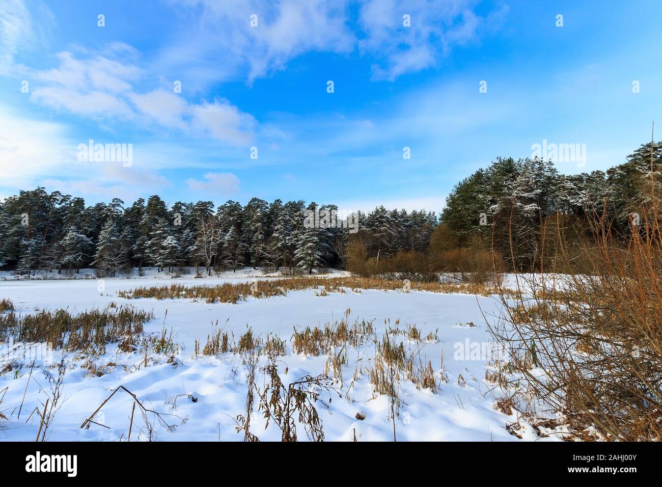 Pond covered with frost at pine forest at winter season. Snow landscape ...
