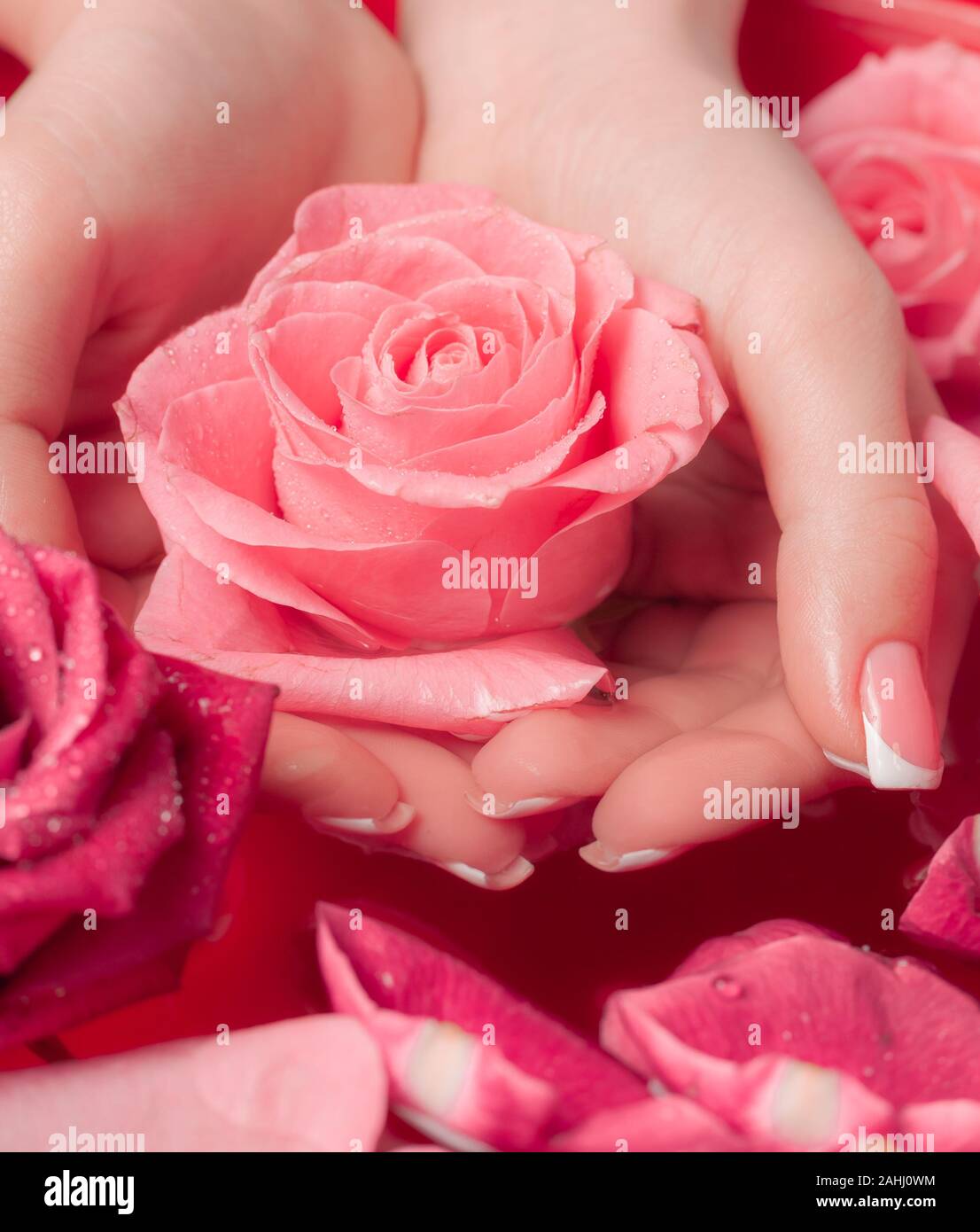 Spa Salon: Beautiful Female Hands with French Manicure in the Bowl of ...