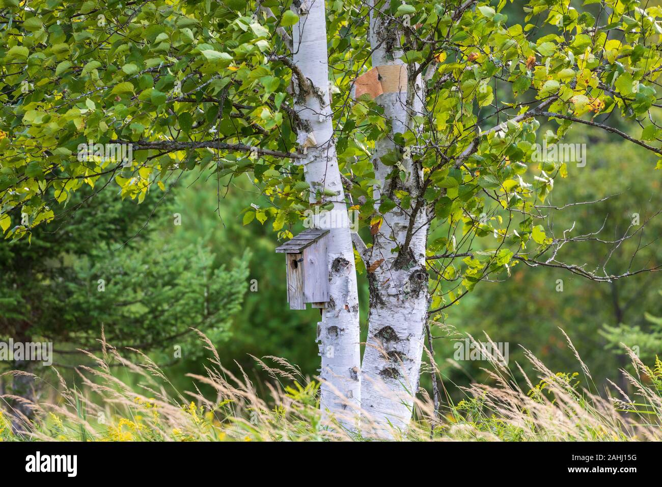 Bluebird house on a birch tree in northern Wisconsin Stock Photo - Alamy