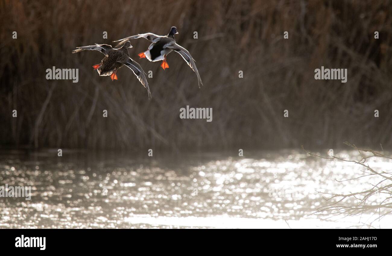Vorie hi-res stock photography and images - Alamy