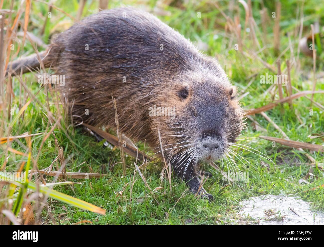 Ronnenberg, Germany. 30th Dec, 2019. A nutria - also known as beaver ...