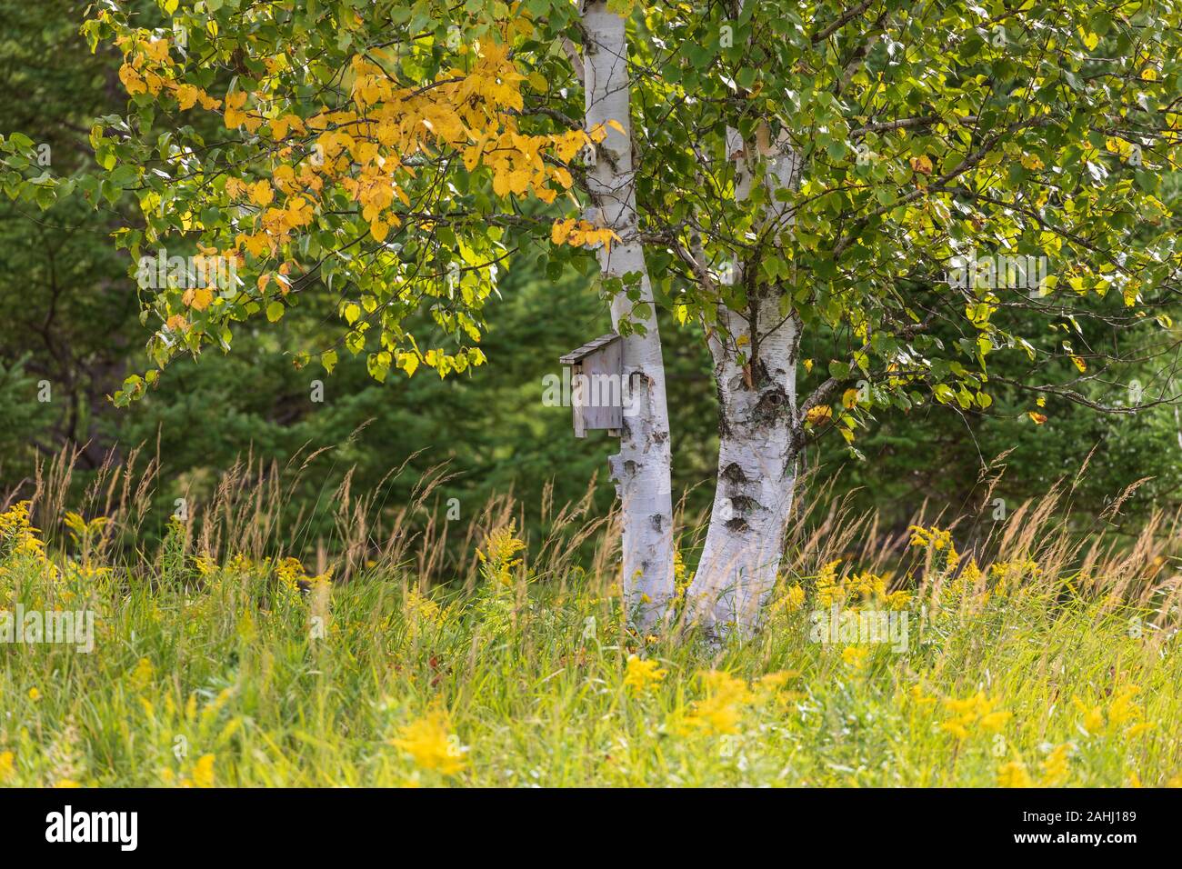 Bluebird house on a birch tree in northern Wisconsin Stock Photo - Alamy
