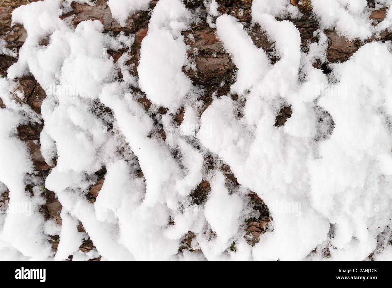 Bark of pine tree covered with snow texture. Abstract background Stock ...