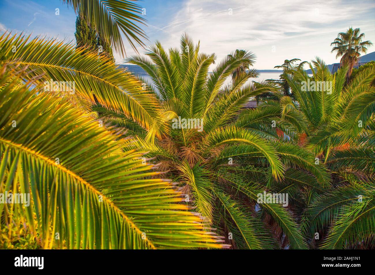 nature of subtropical climate ,green exotic leaves Stock Photo - Alamy