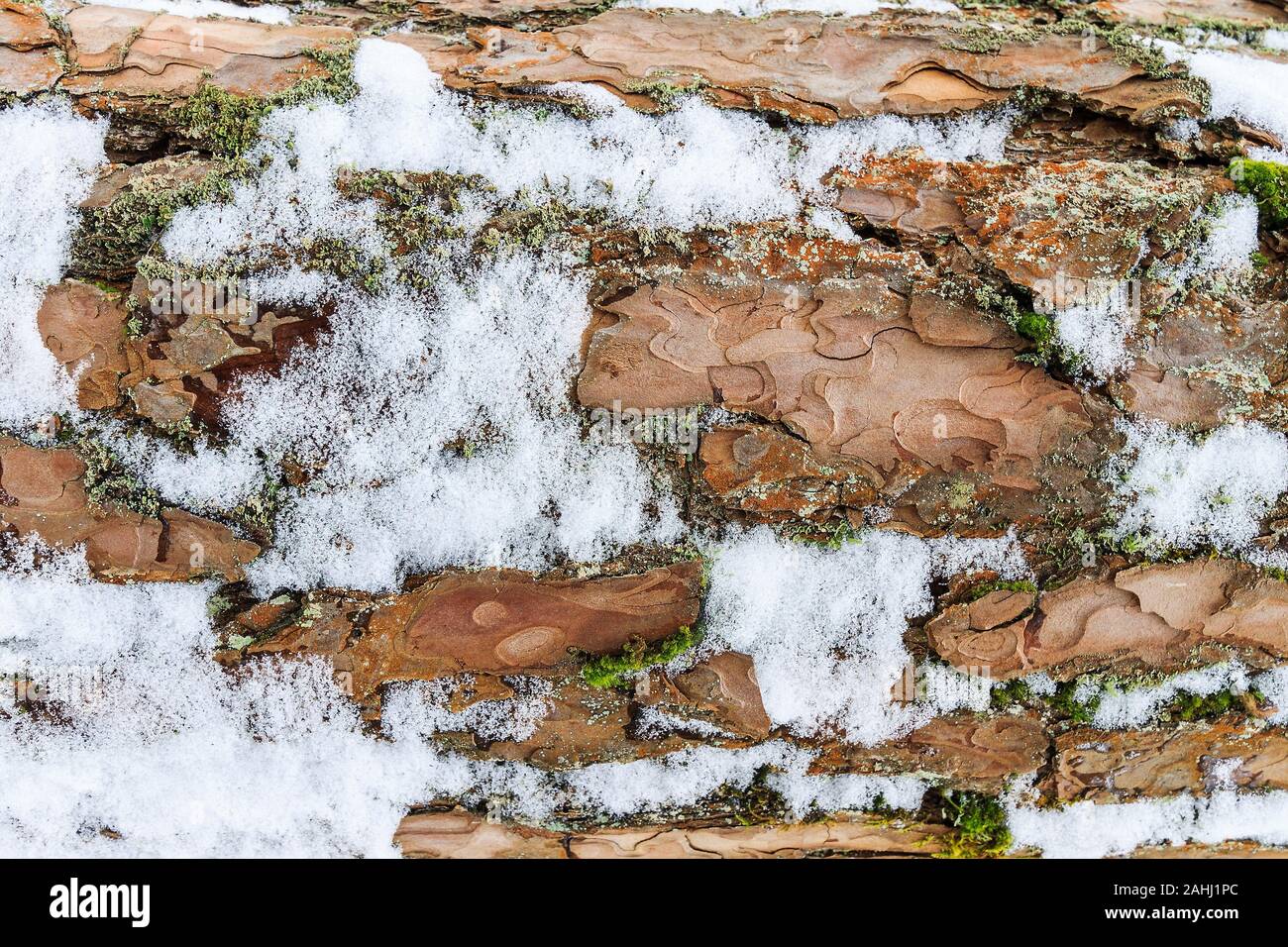 Bark of pine tree covered with snow texture. Abstract background Stock ...