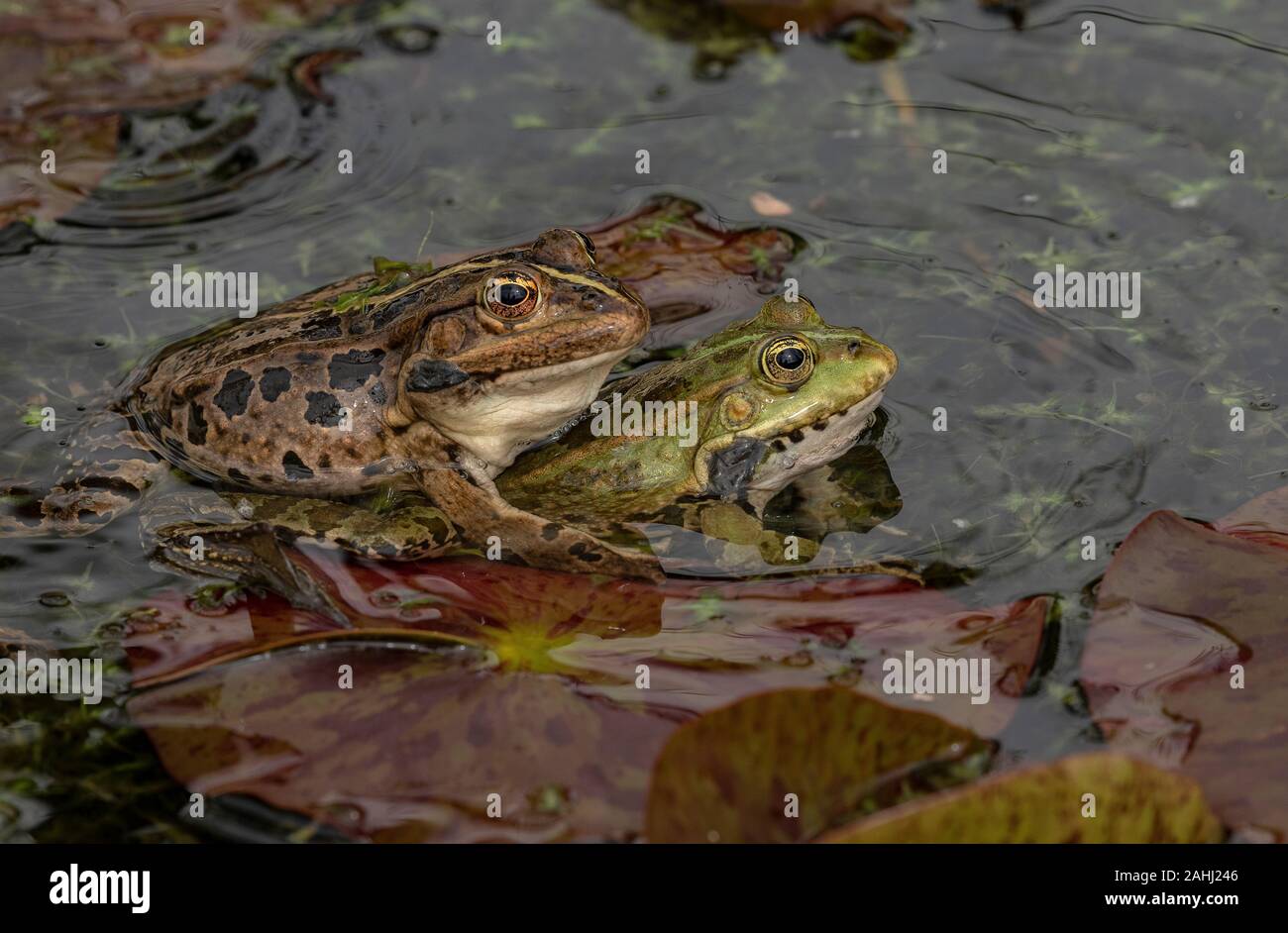 Marsh frogs, Pelophylax ridibundus, in breeding season, in garden pond ...