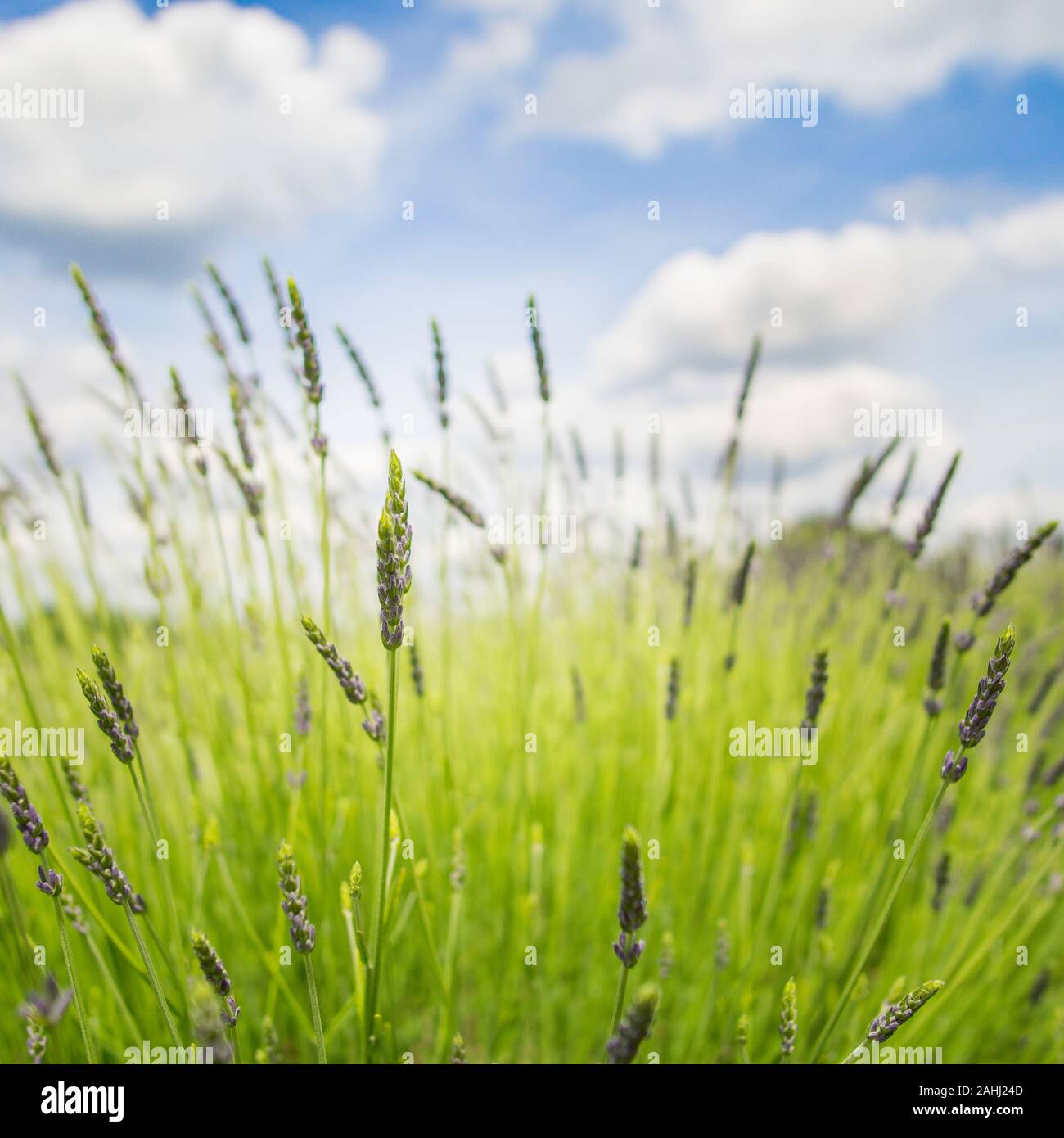Lavender flowers photographed in england in spring against a bright ...