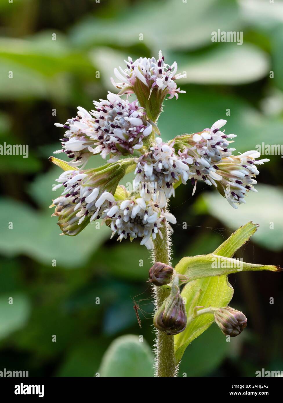 Heliotrope hi-res stock photography and images - Alamy