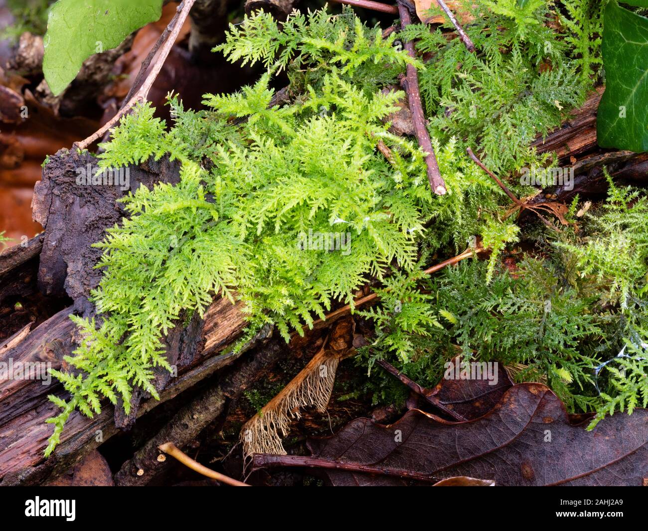 Ferny, yellow-green tri-pinnate fronds of the UK woodland bryophyte ...