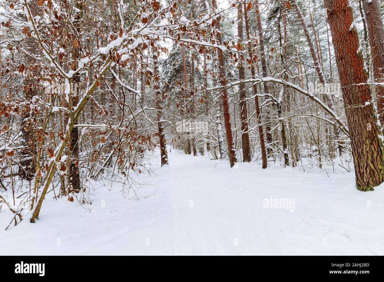 Landscape of winter pine forest covered with frost at mainly cloudy ...