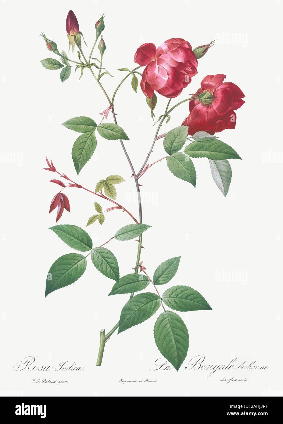 Illustration rosa indica hi-res stock photography and images - Alamy