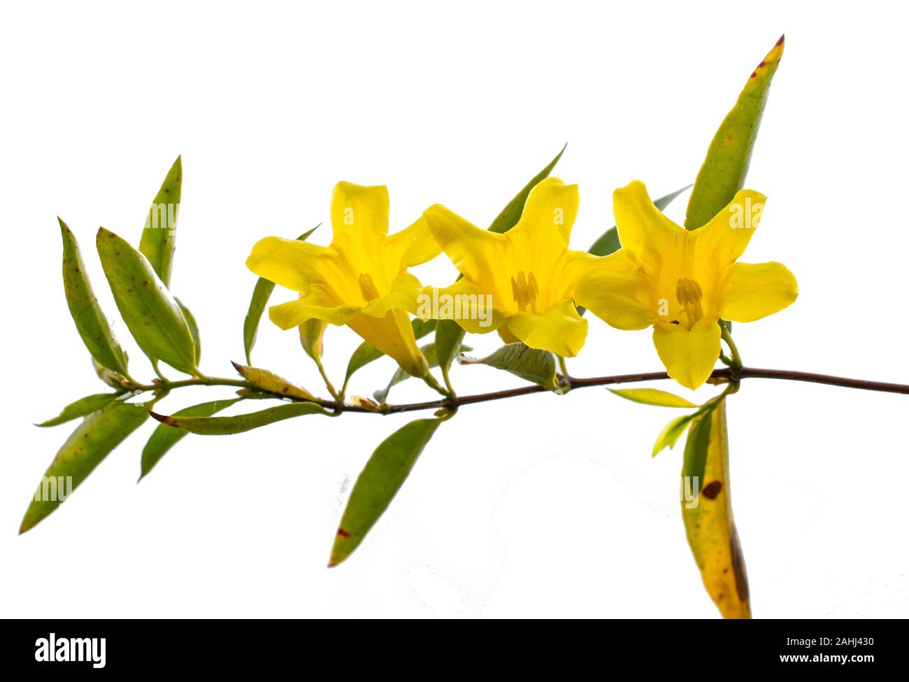 yellow flowers of gelsemium sempervirens Stock Photo - Alamy