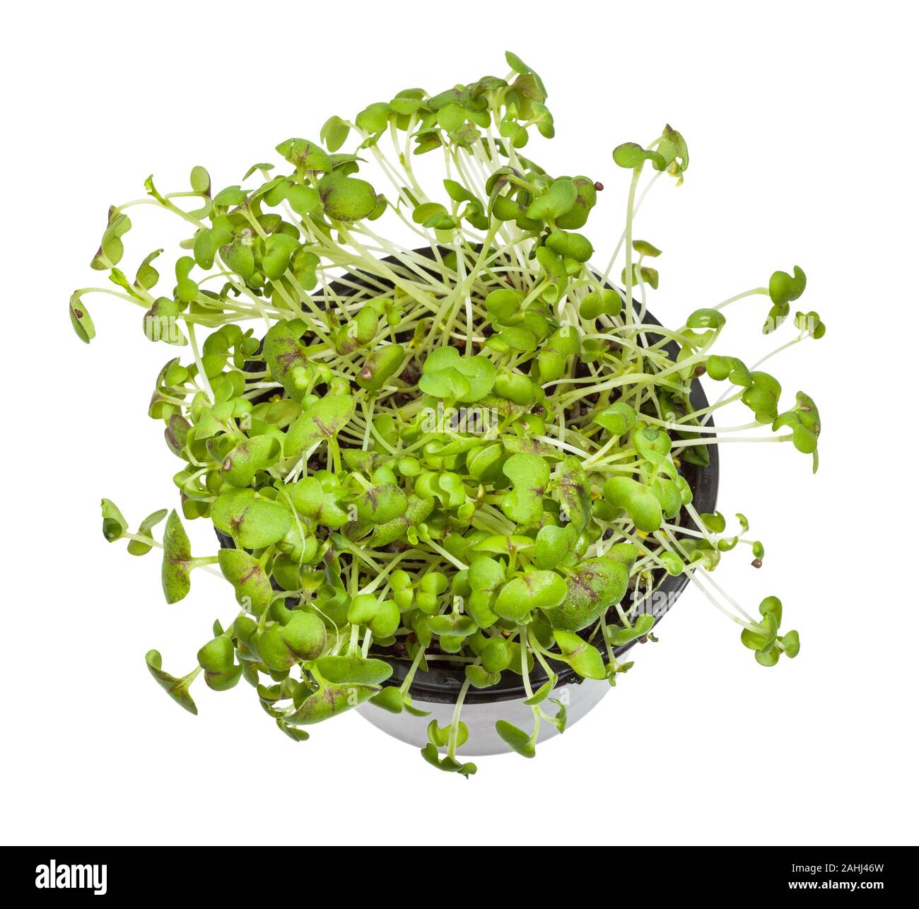 Mustard greens plantation hi-res stock photography and images - Alamy