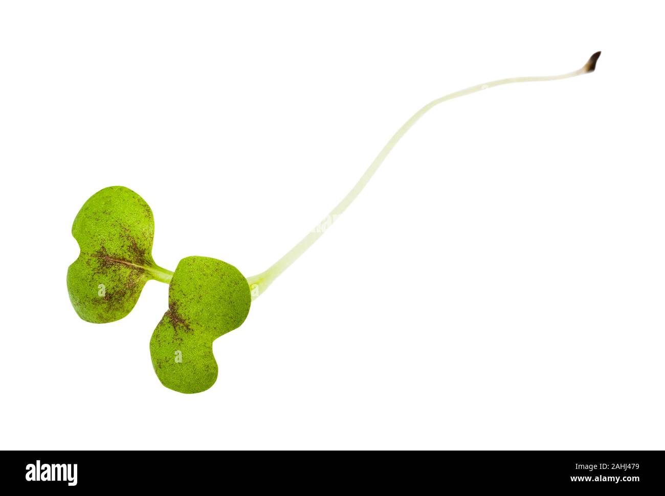 sprout of fresh green mustard cress isolated on white background Stock ...