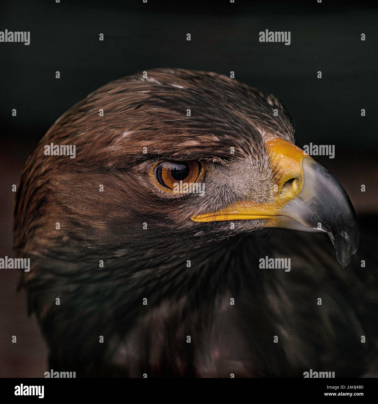 Eagle Eye View High Resolution Stock Photography and Images - Alamy