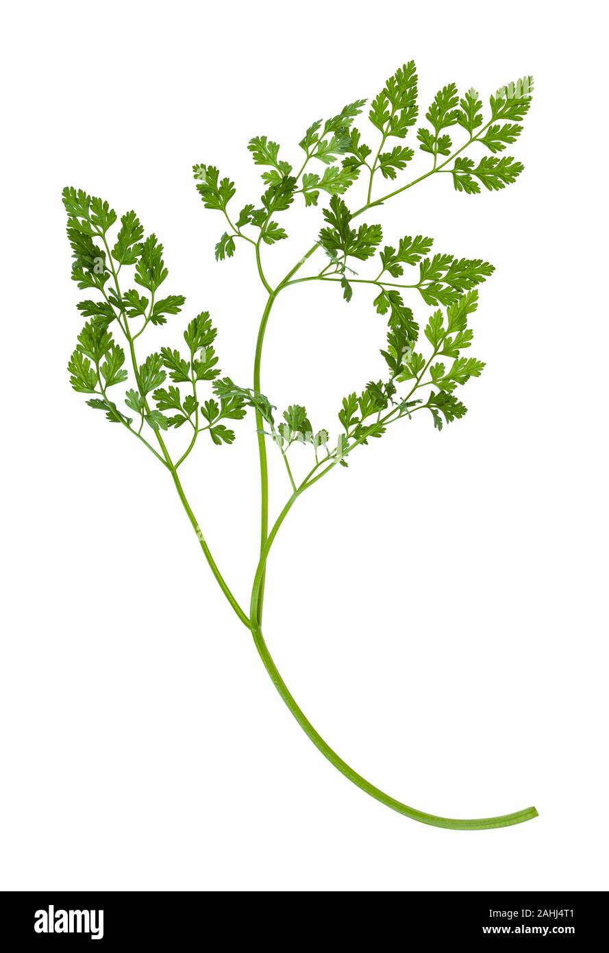 shoot of fresh Chervil (Anthriscus cerefolium, French parsley) herb ...