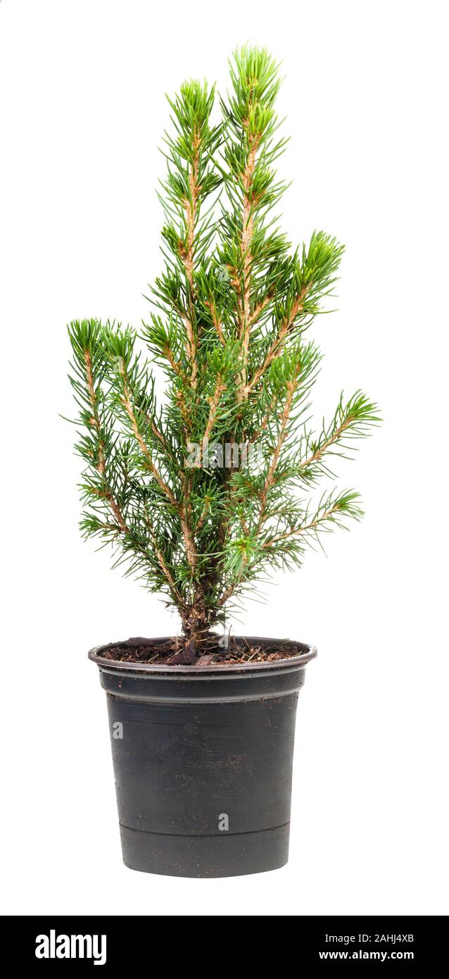 Picea Glauca Montrose Spire