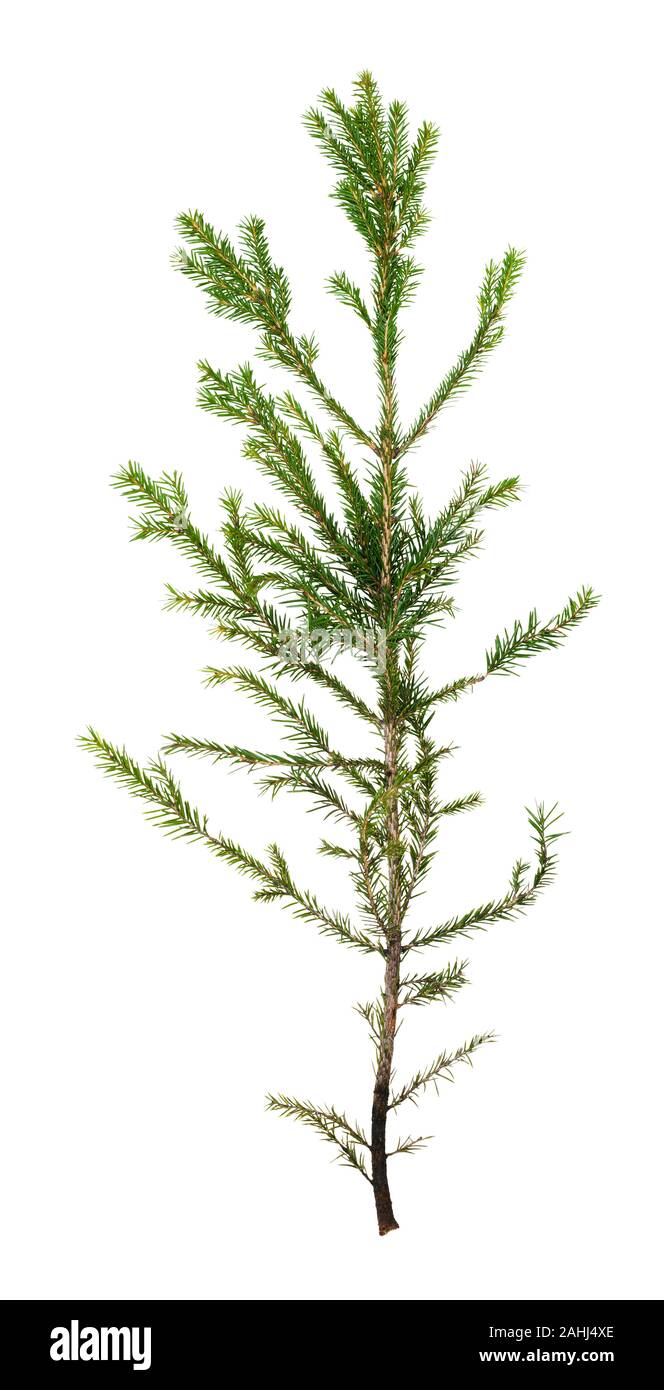 single branch of spruce tree isolated on white background Stock Photo ...