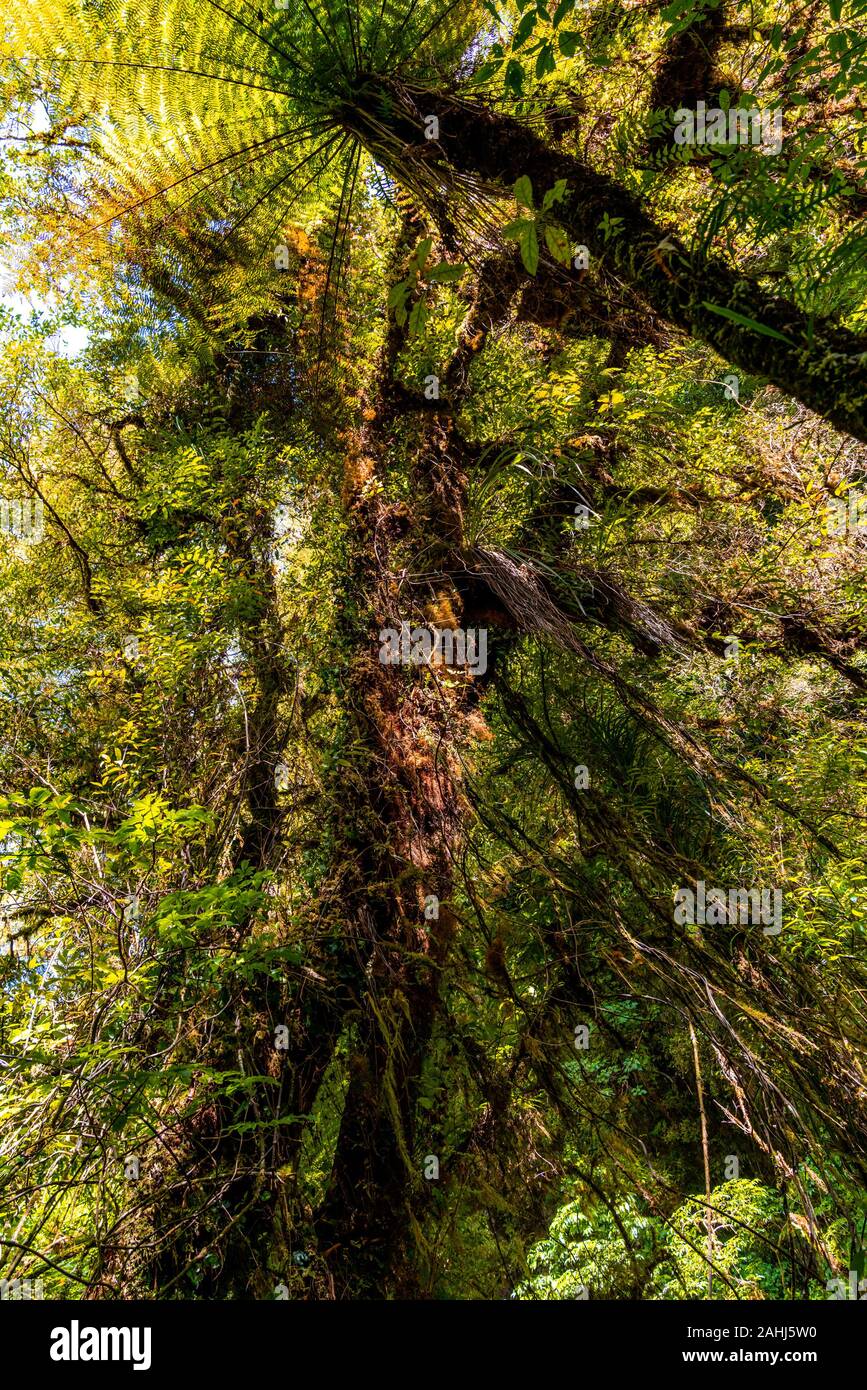 Raukuri bushwalk hi-res stock photography and images - Alamy